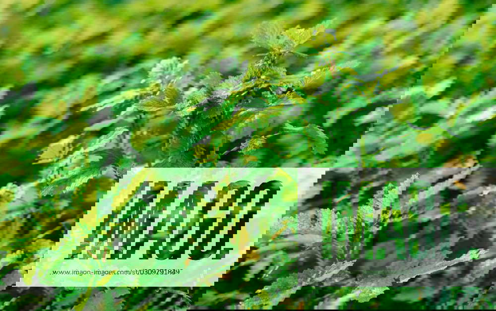 Close up of fresh thick grass with water drops in the early morning ...