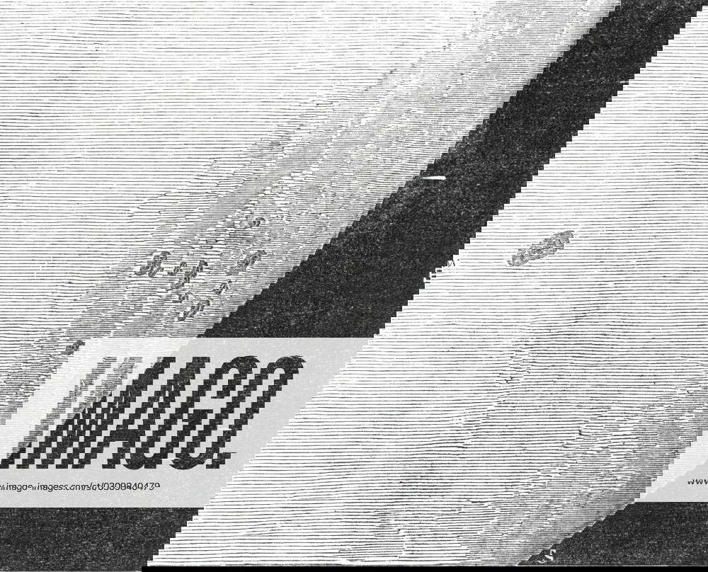 Remarkable faculae and spots seen on the Sun on the 19th and 20th of ...