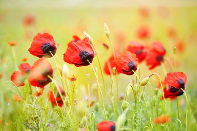 A selective focus of a red poppy blooming in a field *** einer ...
