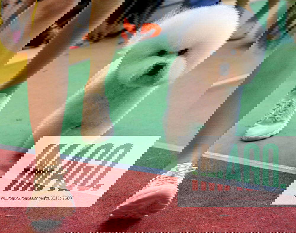 Russia Dog Show 8545592 29.10.2023 A bichon frise is displayed at a ...