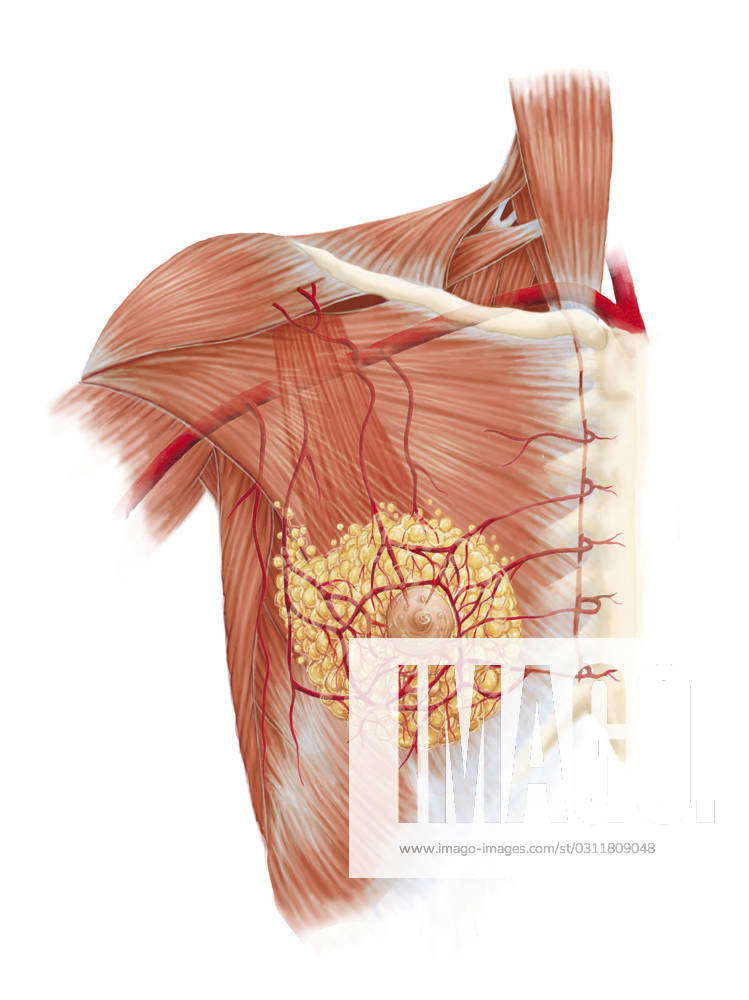Breast,illustration Arterial network and adipous tissue of the breast ...