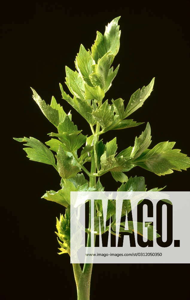 Levisticum officinale, Liebstöckel