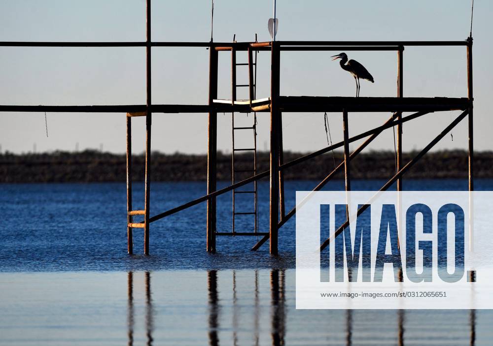 Syndication: The Abilene Reporter-News A Great Blue Heron is ...