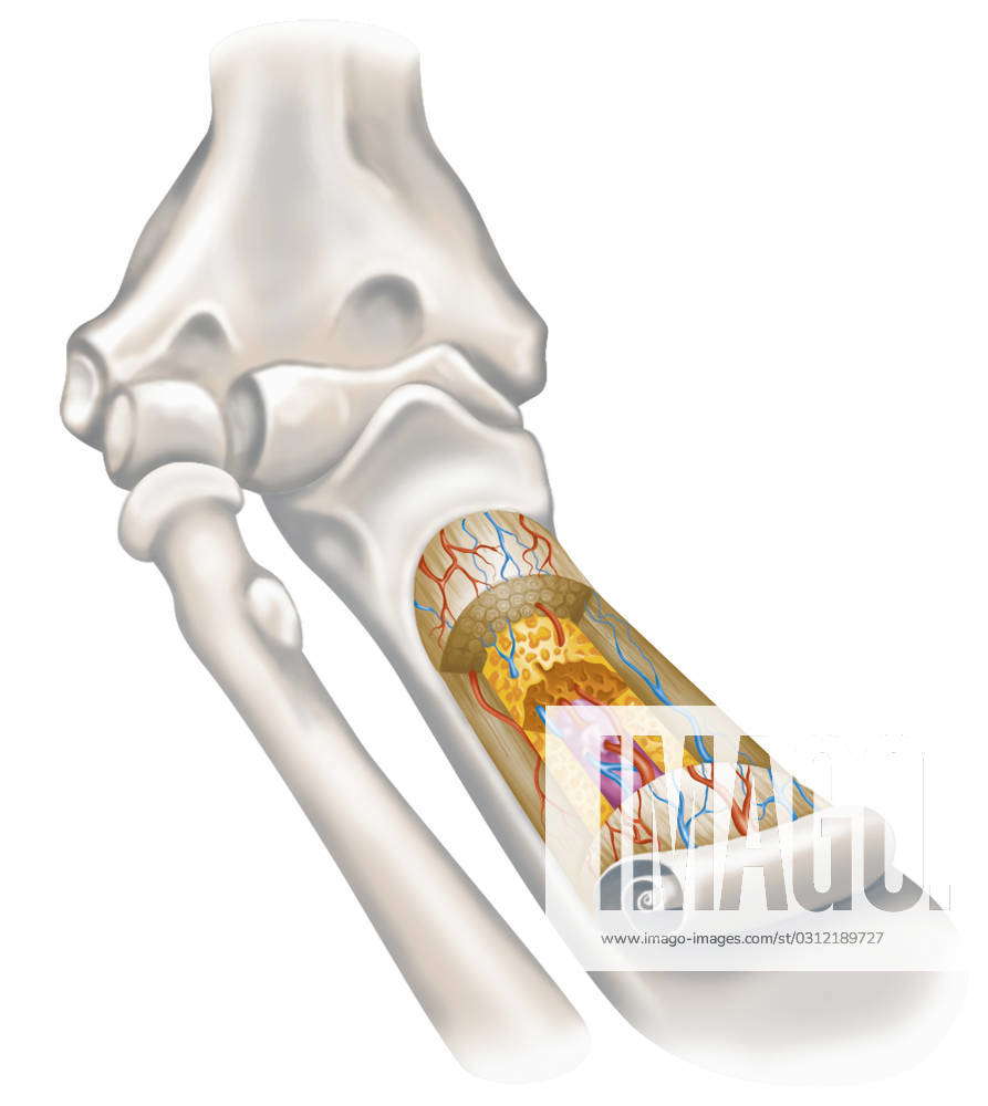 Bone, drawing Bone structure showing : the osteon, cortical bone ...