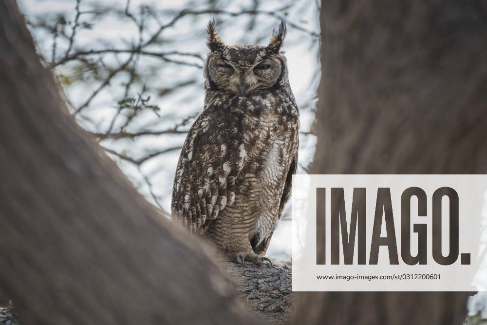 Fleckenuhu Bubo africanus , sits in a Tree, Etosha National Park ...