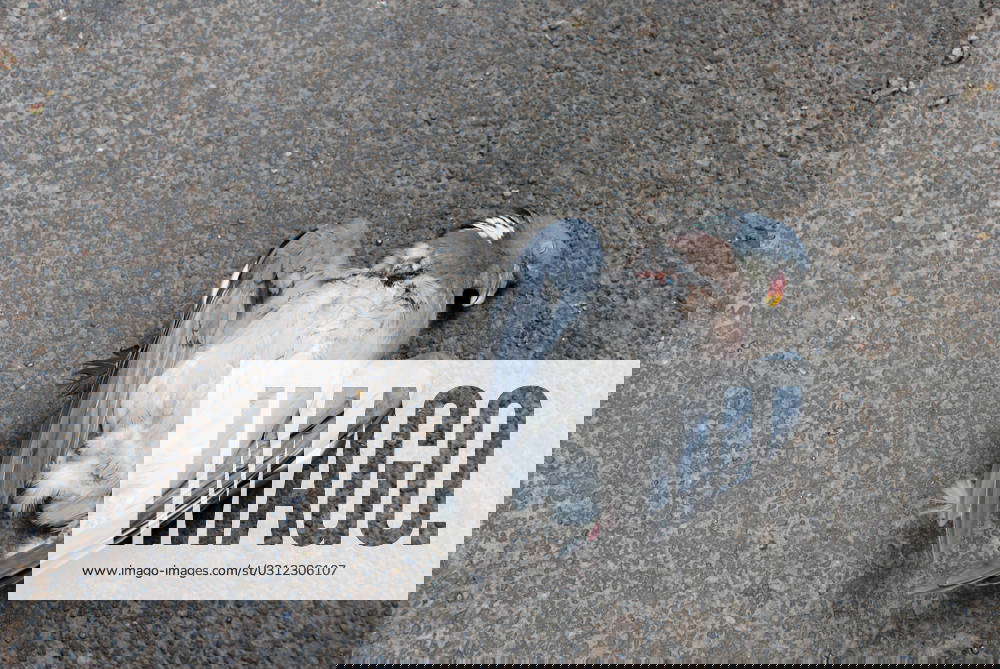 Road kill - a wood pigeon - lies in the road