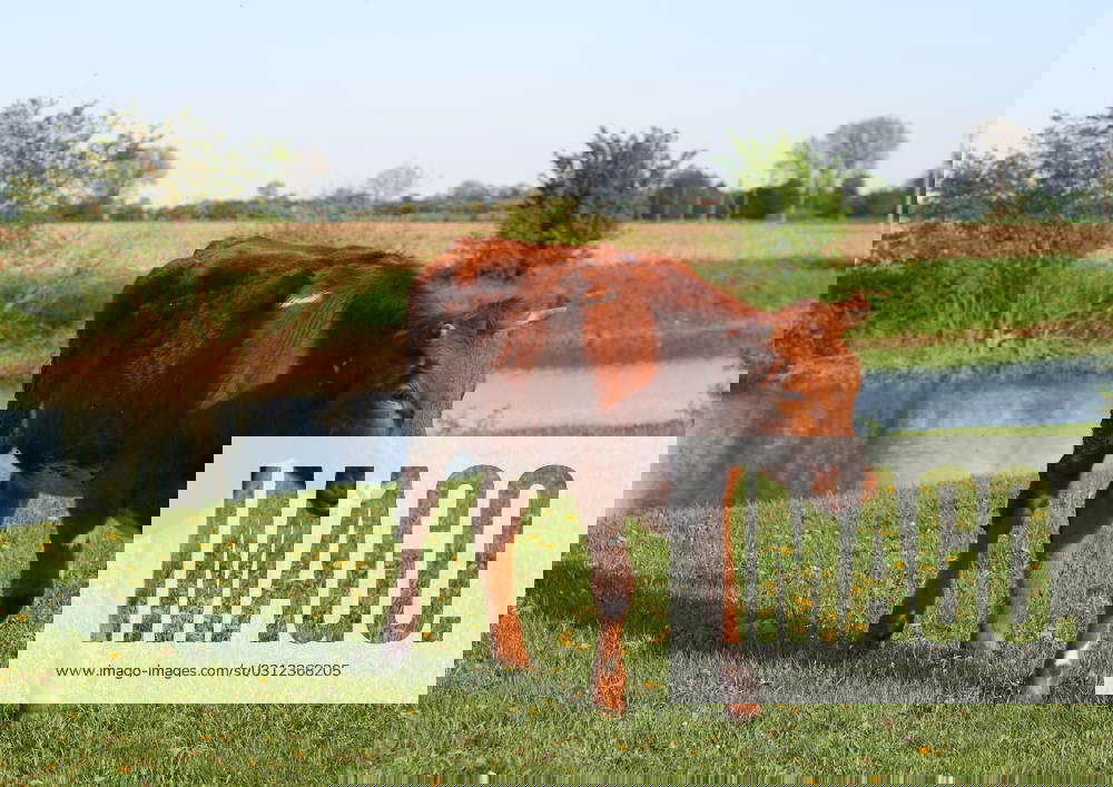 Adult cows is grazing on a green summer fresh meadow eating grass ...