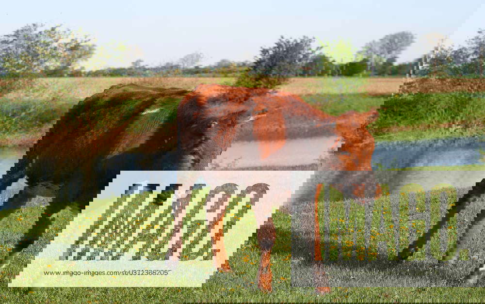 Adult cows is grazing on a green summer fresh meadow eating grass , 22448658, The adult, cow, is