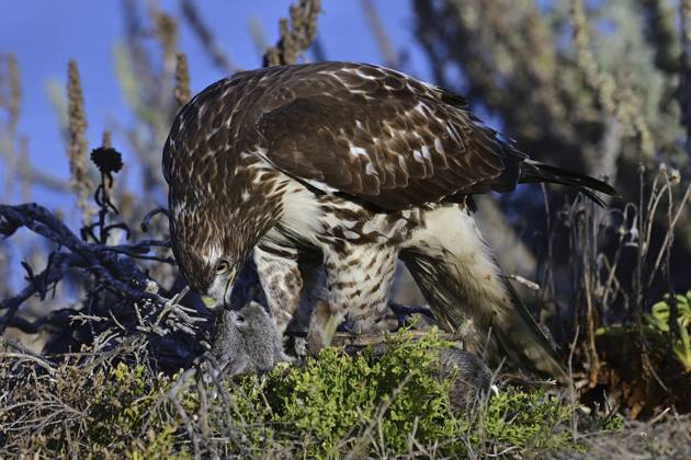 Pacific Grove, California, US: Ferruginous Hawk Threatened. Has ...