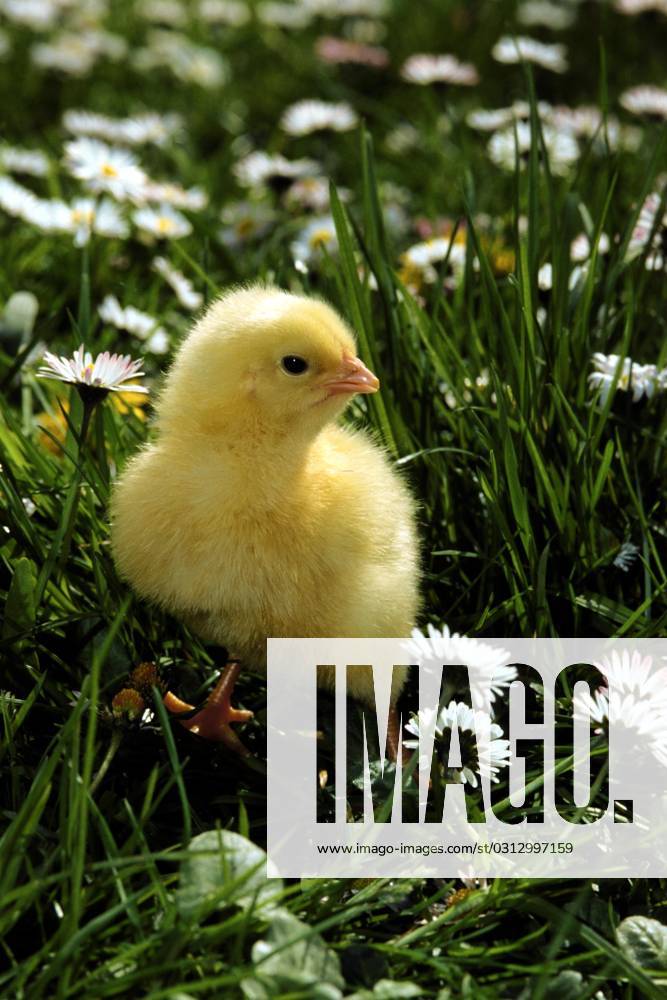 Domestic Chicken Domestic chicken, chic.......... Domestic Chicken ...