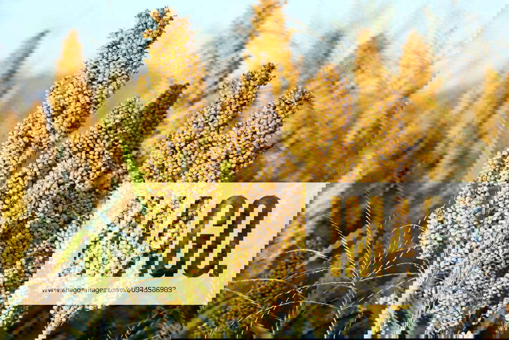 wild Sorghum, Sorghum, Moors Millet, Aleppo millet, Aleppo Millet ...