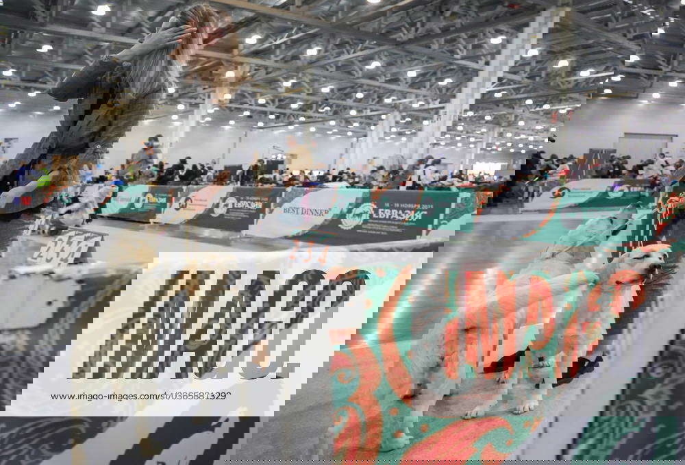 RUSSIA, MOSCOW REGION - : An owner with Labrador Retriever dogs at the ...