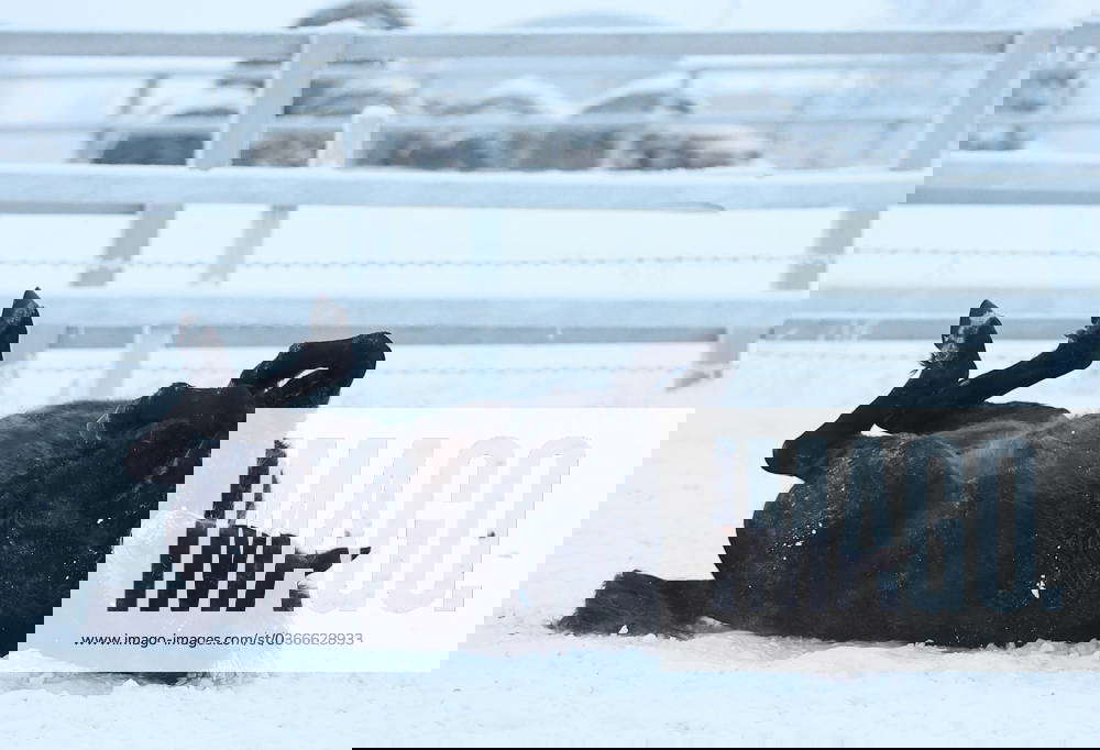 RUSSIA, SALEKHARD - NOVEMBER 22, 2023: A horse grows at the Priobskaya ...