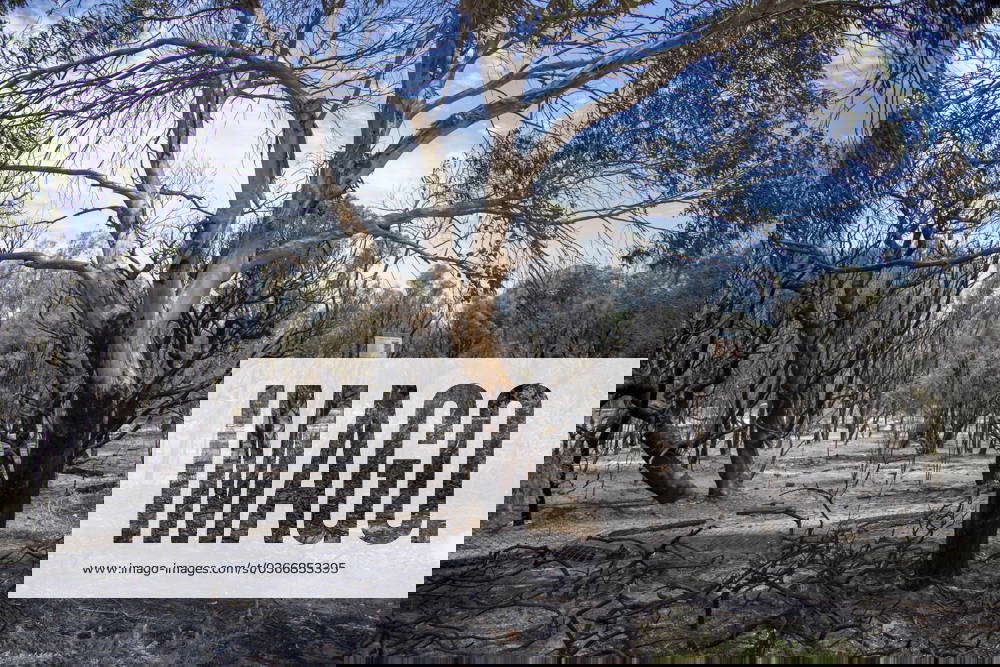 WA BUSHFIRES, Burnt trees are seen in the suburb of Tapping in Perth ...