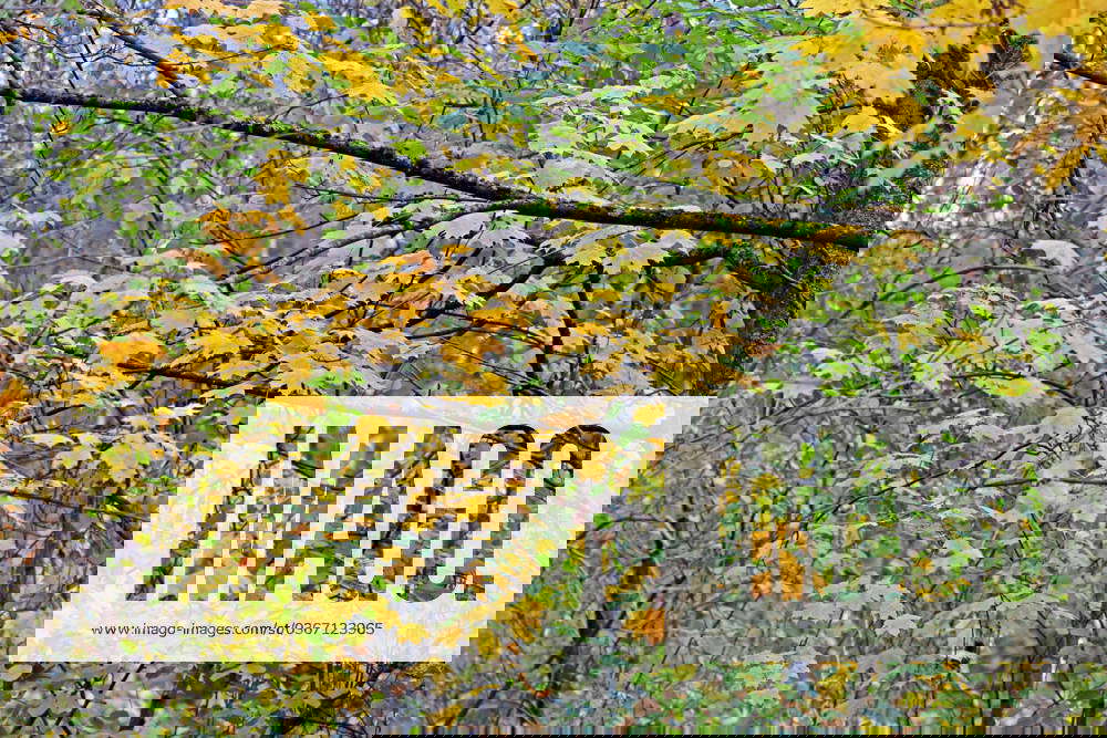 Autumn in forests Leaves changing color on the trees in the Ruhr Valley ...