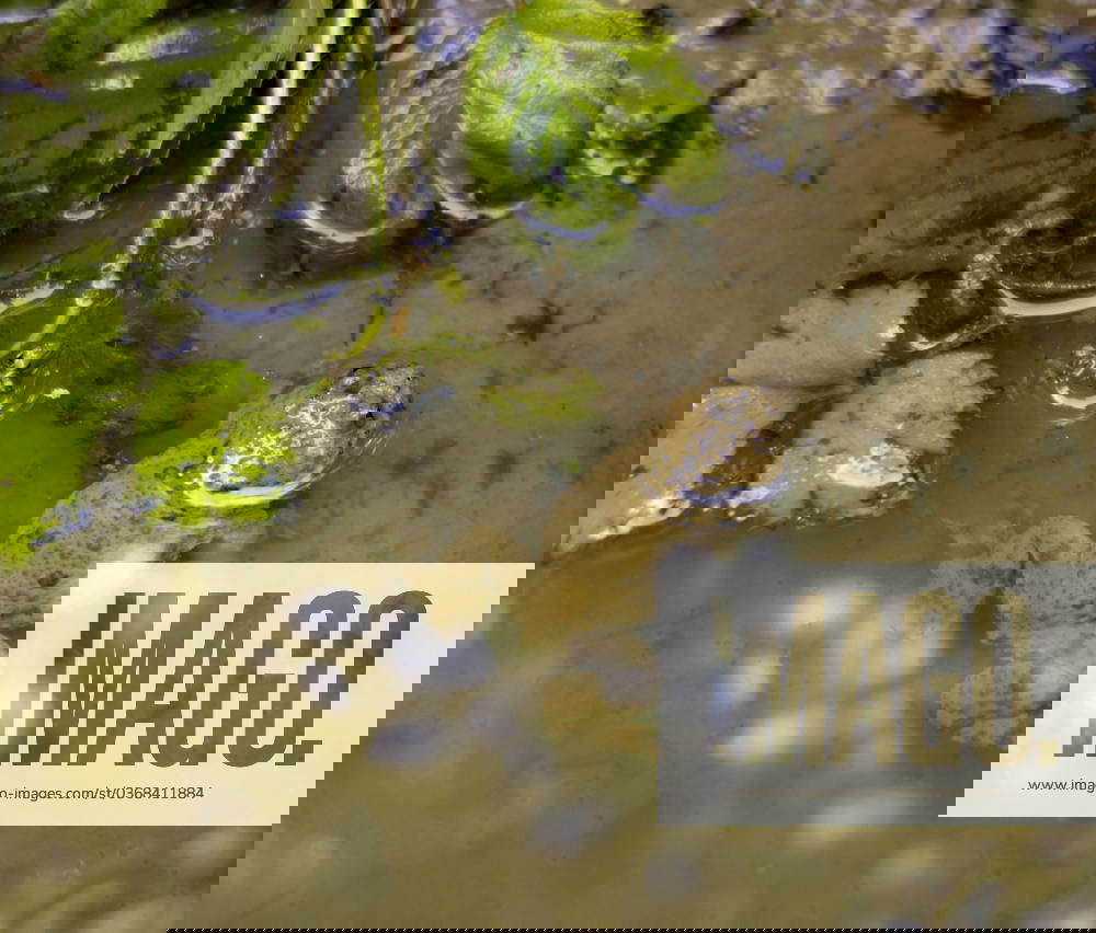 Fire-bellied toad Fire-bellied toad in riparian ambiance seen from