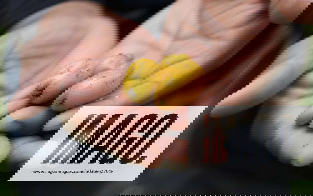 Jobo fruit on the hands of a person in Mexico Xicotepec de Juárez ...