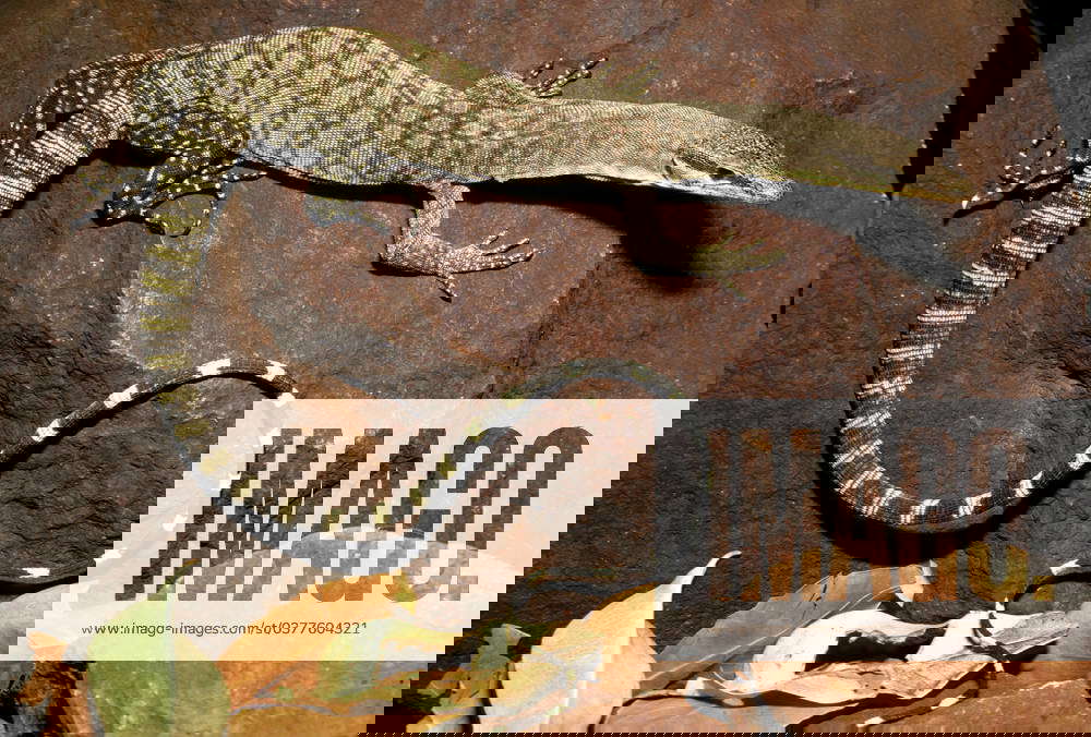 LONGTAILED ROCK MONITOR LONGTAILED ROCK MONITOR Varanus glauerti ...