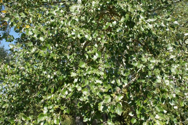 Populus alba, Silberpappel, Silver Poplar Großer