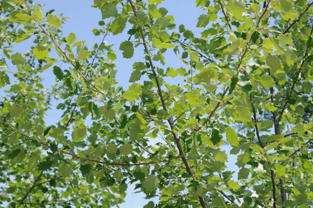 Populus alba, Silberpappel, Silver Poplar Großer