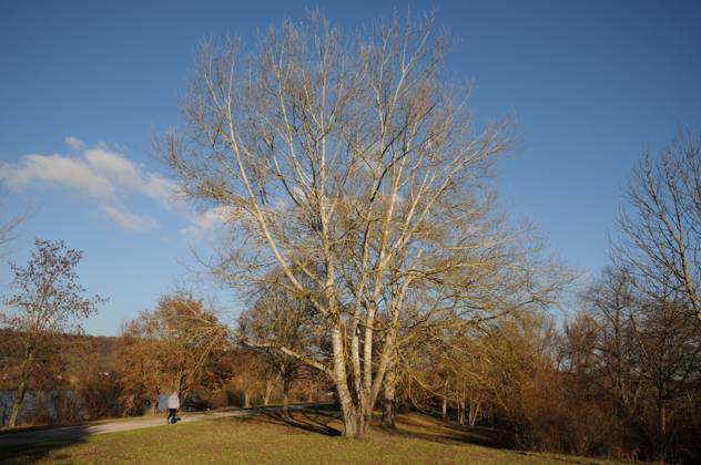 Populus alba, Silberpappel, Silver Poplar Großer