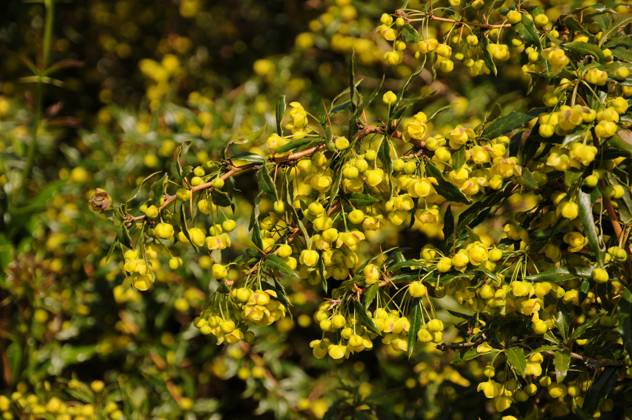 Berberis verruculosa, Warzen-Berberitze Berberis verruculosa, Warzen ...