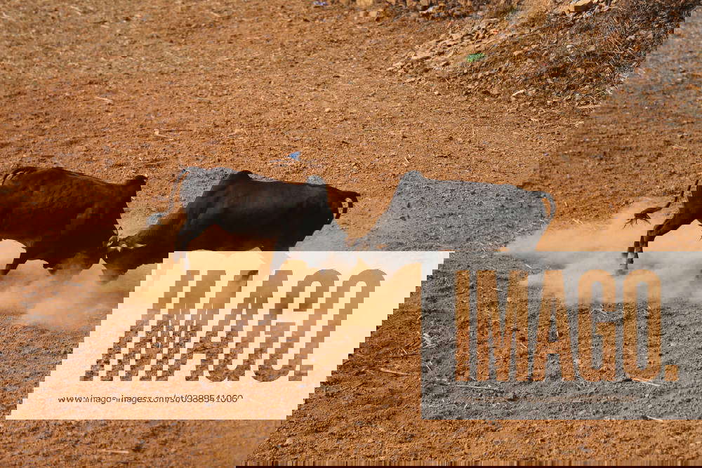 Annual bull fighting in Nepal on occasion of Maghe Sankranti Makar ...