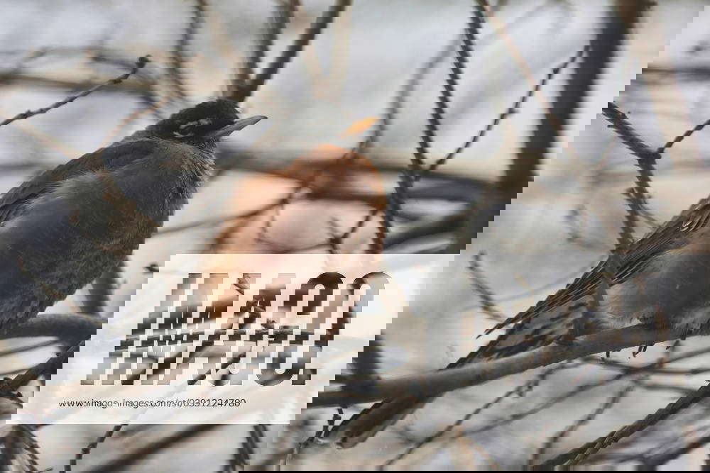 Daily Life During Winter In Toronto, Canada An American robin is ...