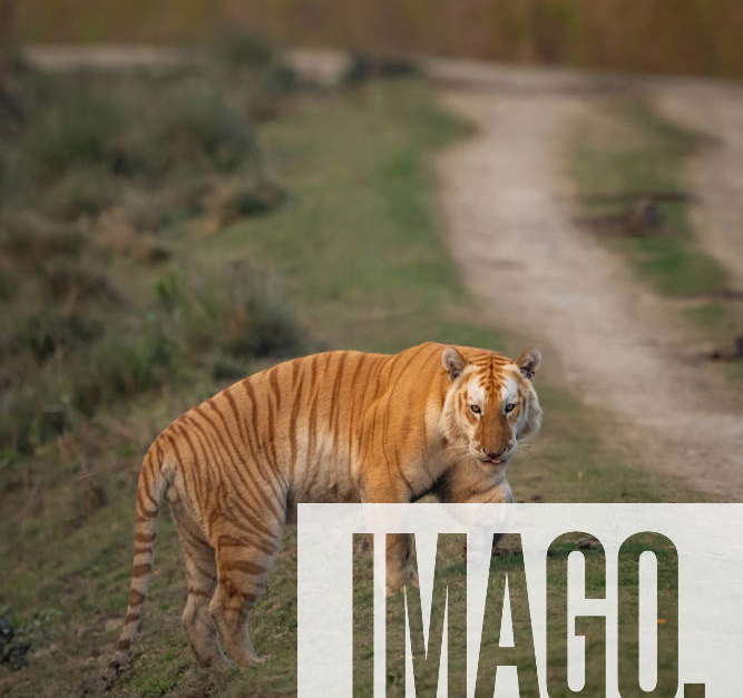Extremely rare GOLDEN TIGER spotted - one of only 30 in world Story ...