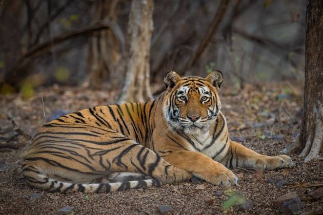 Extremely rare GOLDEN TIGER spotted - one of only 30 in world Story ...