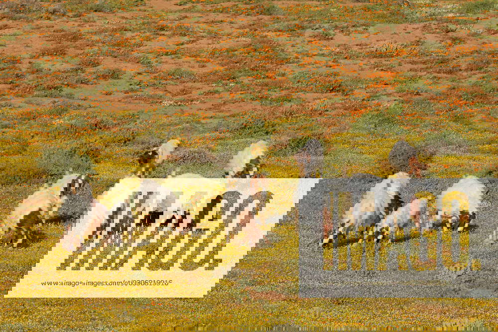 Free-range goats feeding in a field with yellow wild flowers Free-range ...