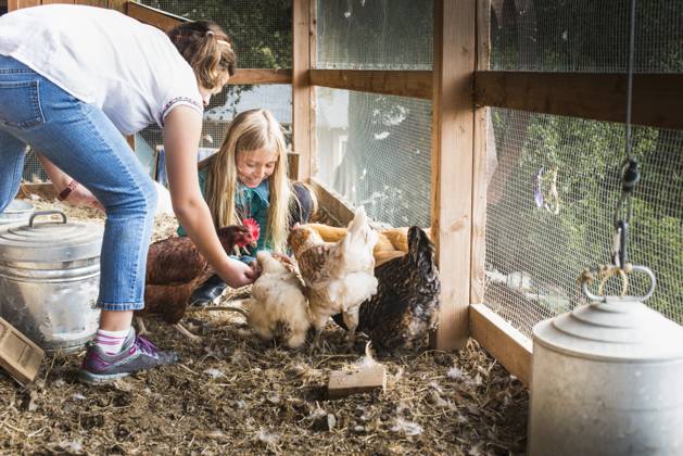 Caucasian girl petting chicken in barn Omaha, Nebraska, USA, 13.09.2014 ...