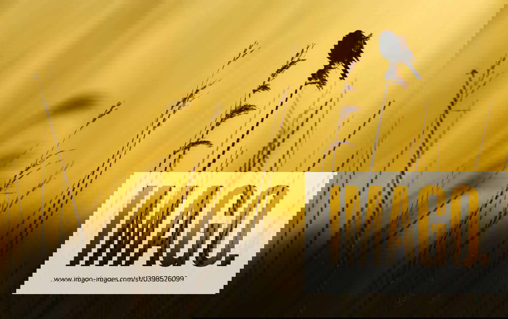 Reed bunting, Pipe Bunting, Reed sparrow, Pipe Sparrow Emberiza ...