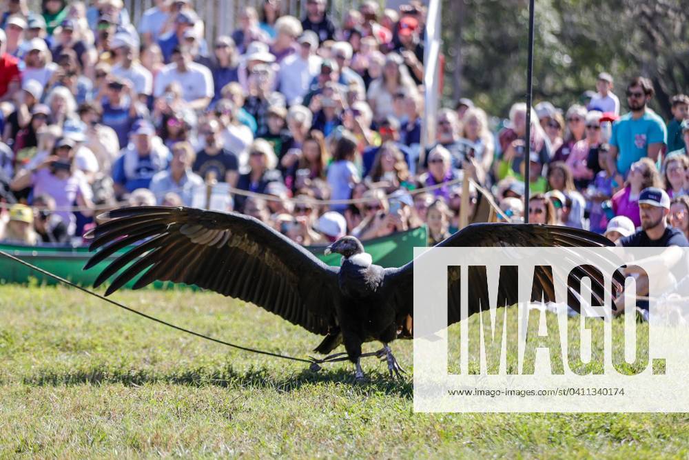 February 3, 2024, St. Petersburg, Florida, USA: An Andean Condor ...