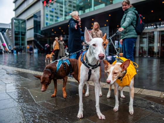 Protest against the abuse of hunting dogs in Spain organized in Utrecht ...