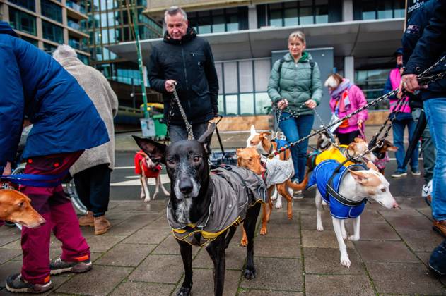 Protest against the abuse of hunting dogs in Spain organized in Utrecht ...