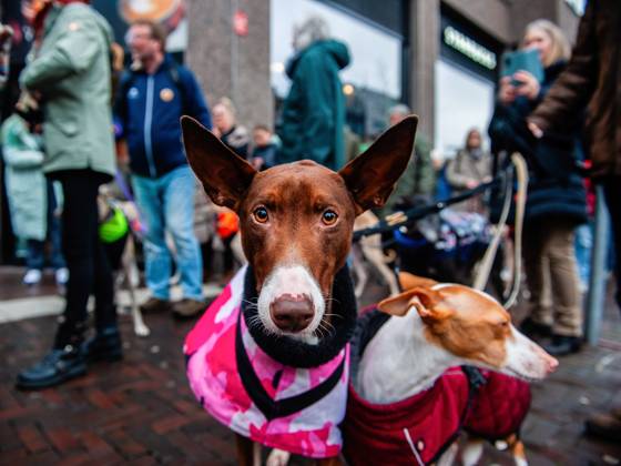 Protest against the abuse of hunting dogs in Spain organized in Utrecht ...