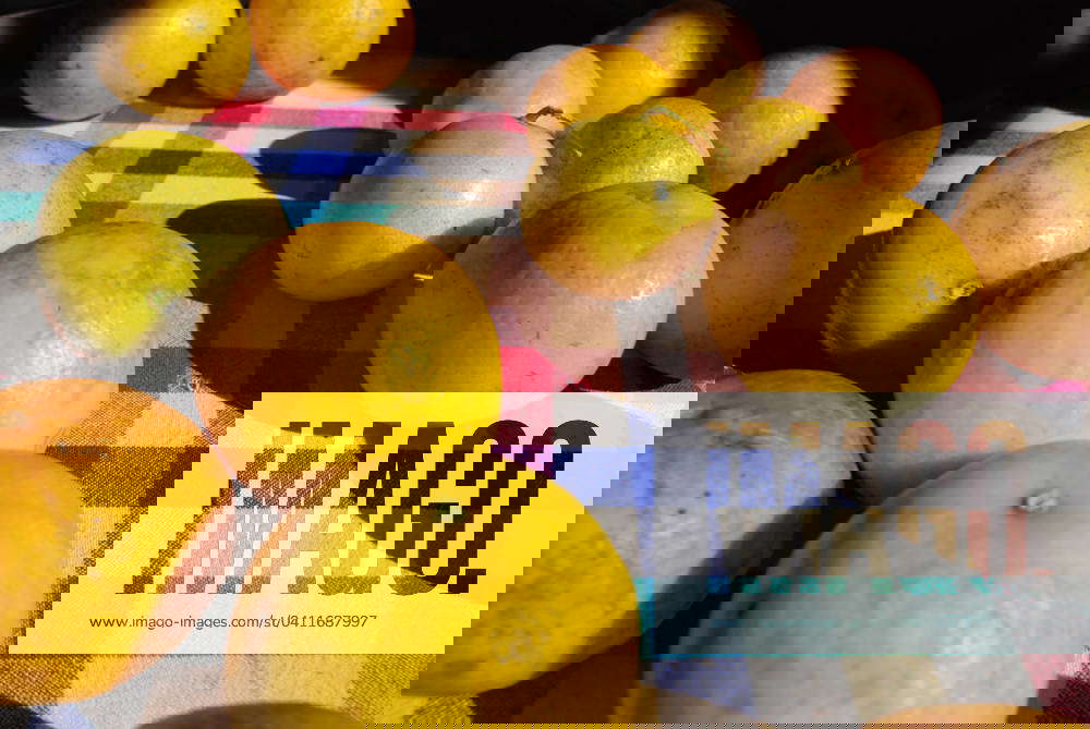 Fresh Oranges Off the Vine San Isidro de El General, San José Province ...