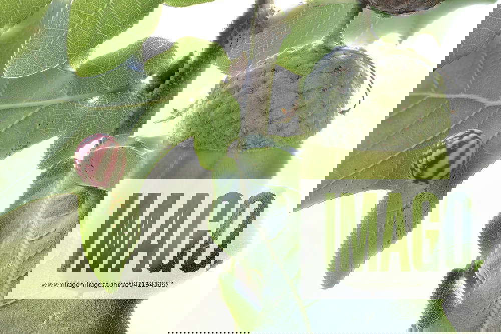 Oak striped gall wasp, oak grazing Gall wasp, Striped Eichengallwespe ...