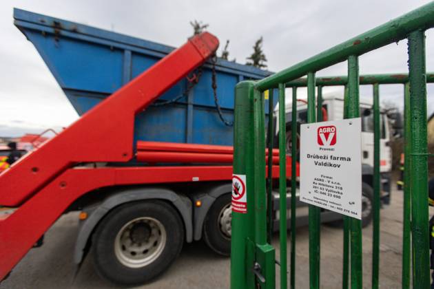 The culling of ducks infected with bird flu begins in a breeding farm ...