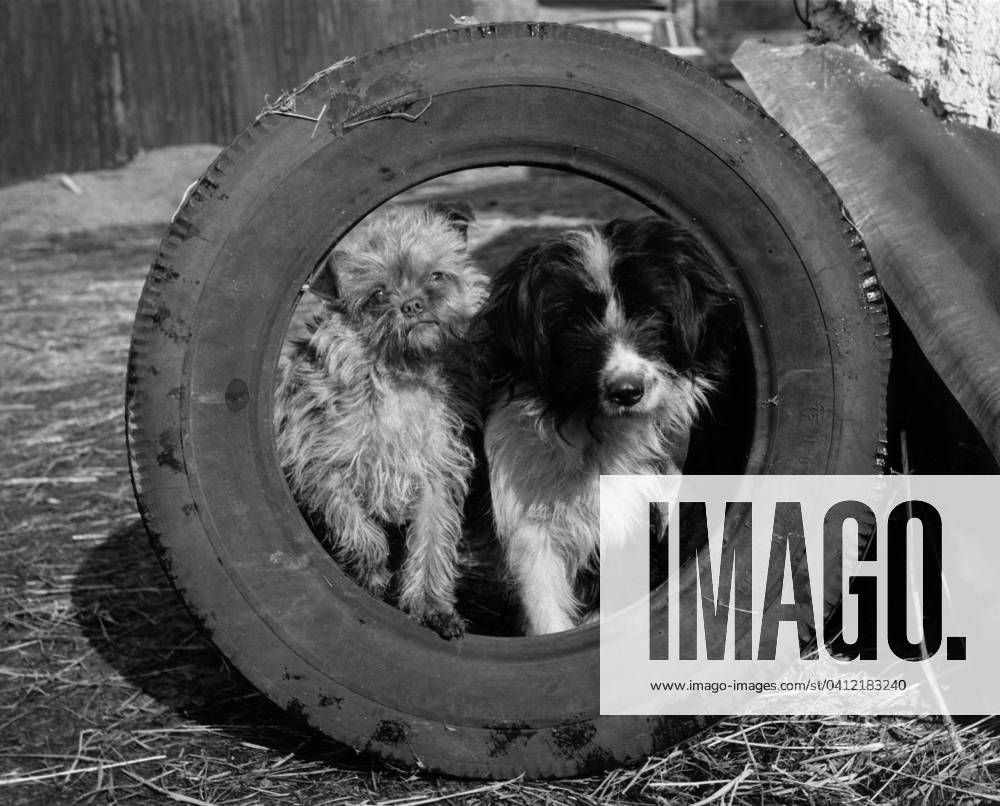 Two Dogs In A Car Tire 1664563 Two Dogs In A Car Tire