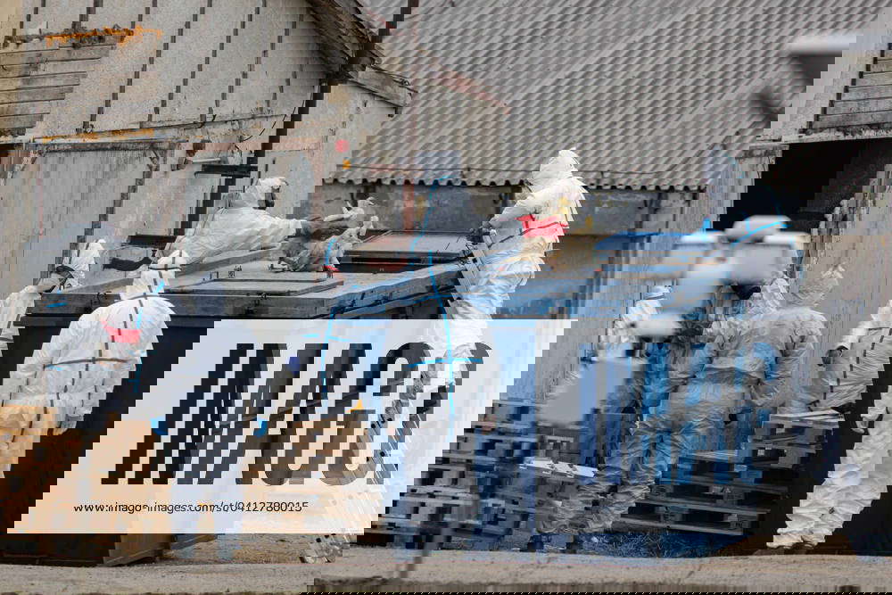 The culling of ducks infected with bird flu begins in a breeding farm ...