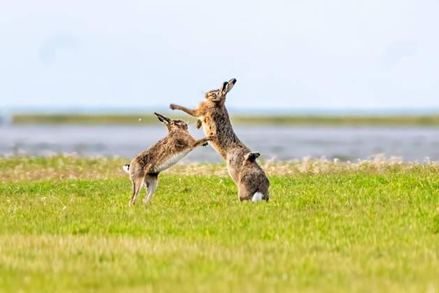 Mad as a¦February hare! Randy male hare battles with female in boxing ...