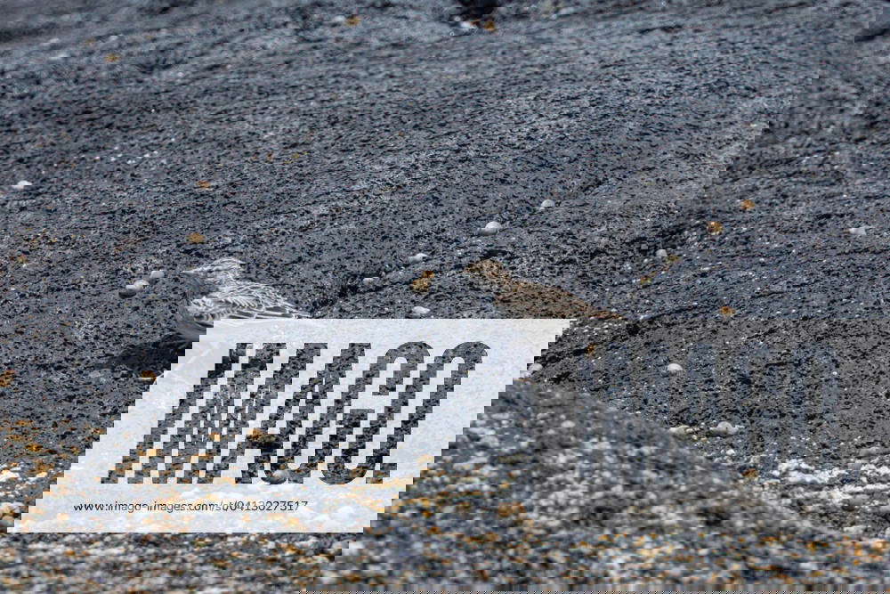 Rasolerche, Raso Lark Alauda razae, sits at Schwarzer Lava, Cape Verde ...