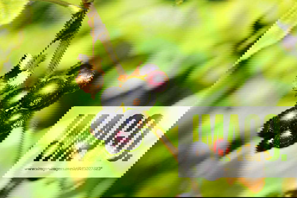 Black Currant Ribes nigrum , Black Currants on Bush European Black ...