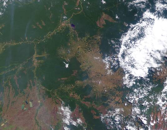 Deforestation of the Amazon rainforest at Rondonia, Brazil. In this ...