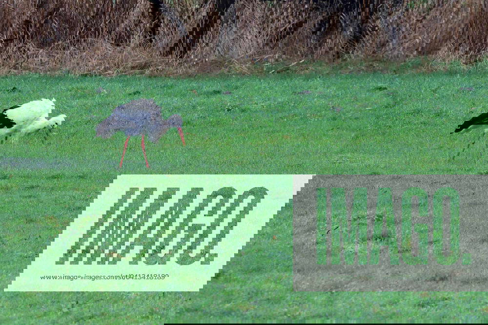 White stork looking for food A white stork foraging in a meadow in ...