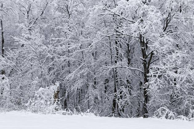 Winter, Forest with snow-covered trees, Province Quebec, Canada, North