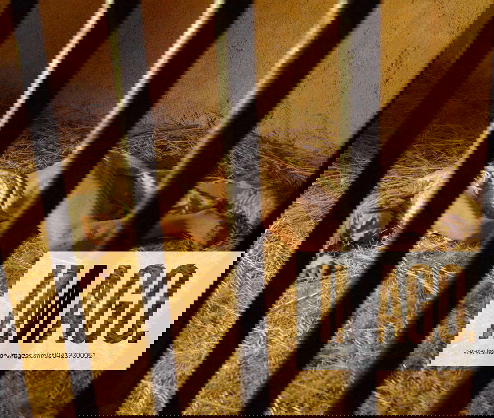 Death of Raimond-Roger Trencavel, Viscount of Albi, Ambialet and ...