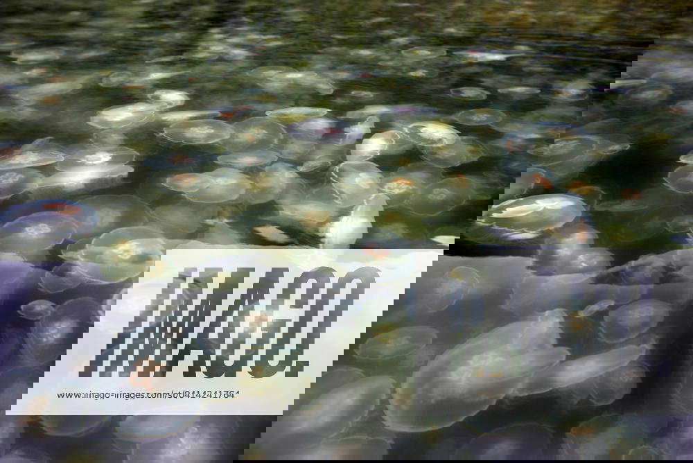 Sea kayaking in Sechelt Inlet. Sechelt, BC Sechelt